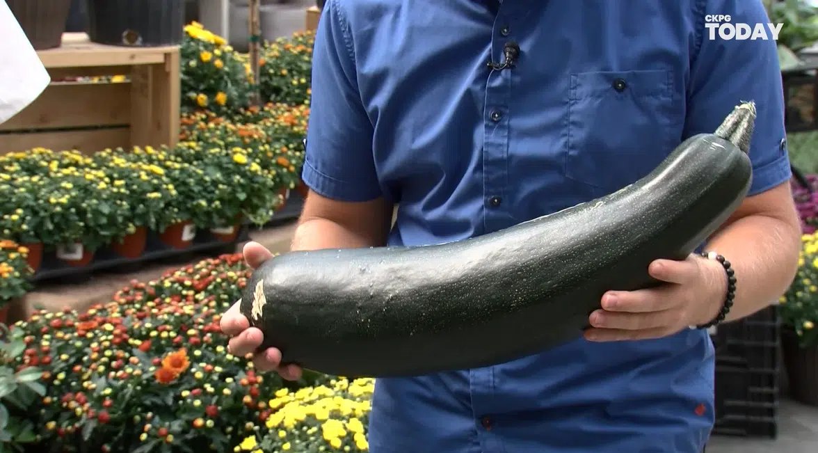 The Zucchini contest returns to Art Knapp | CKPG Today