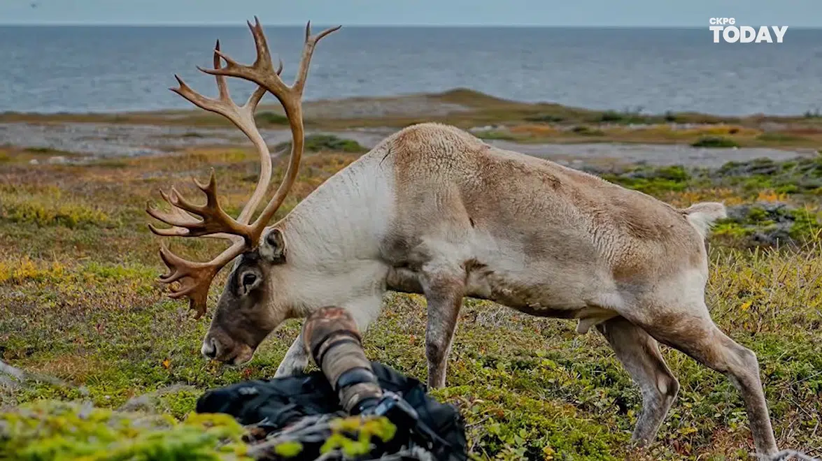 Catching up with renowned wildlife photographer Eric Seeman | CKPG Today