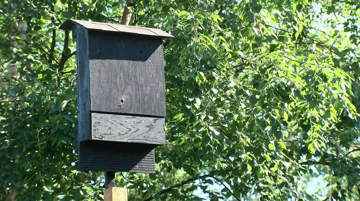Got bats? The BC Annual Bat Count is now underway | CKPG Today