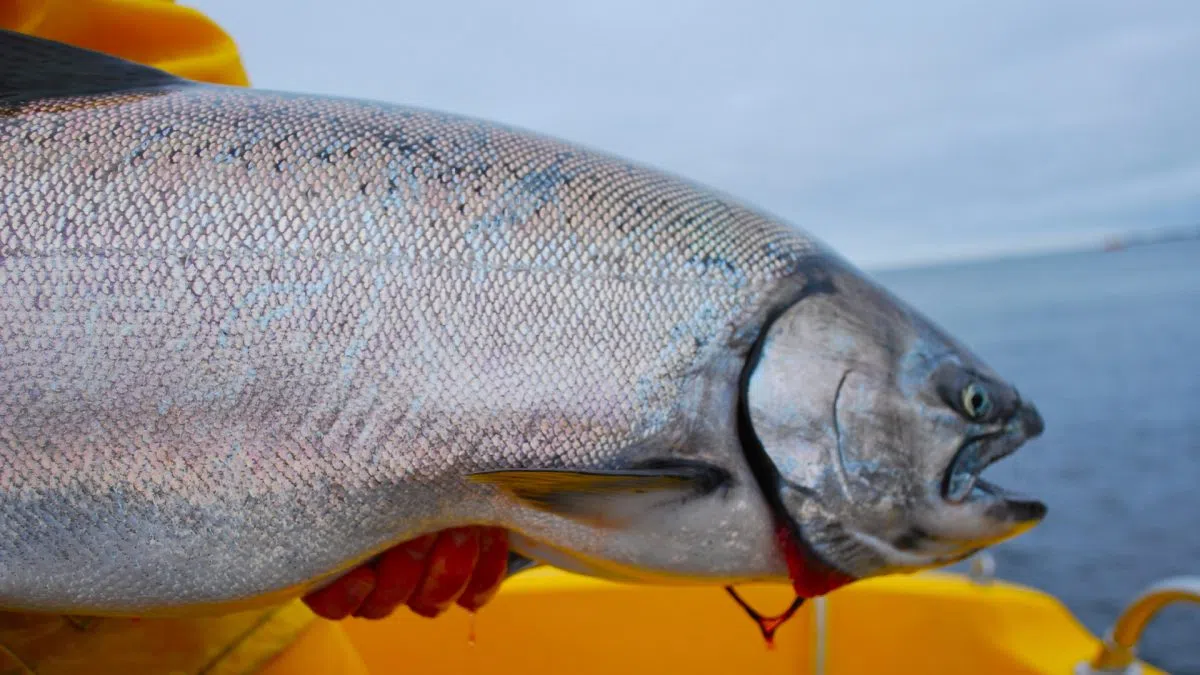 Nanaimo anglers and fishing guides worried about potential changes to ...