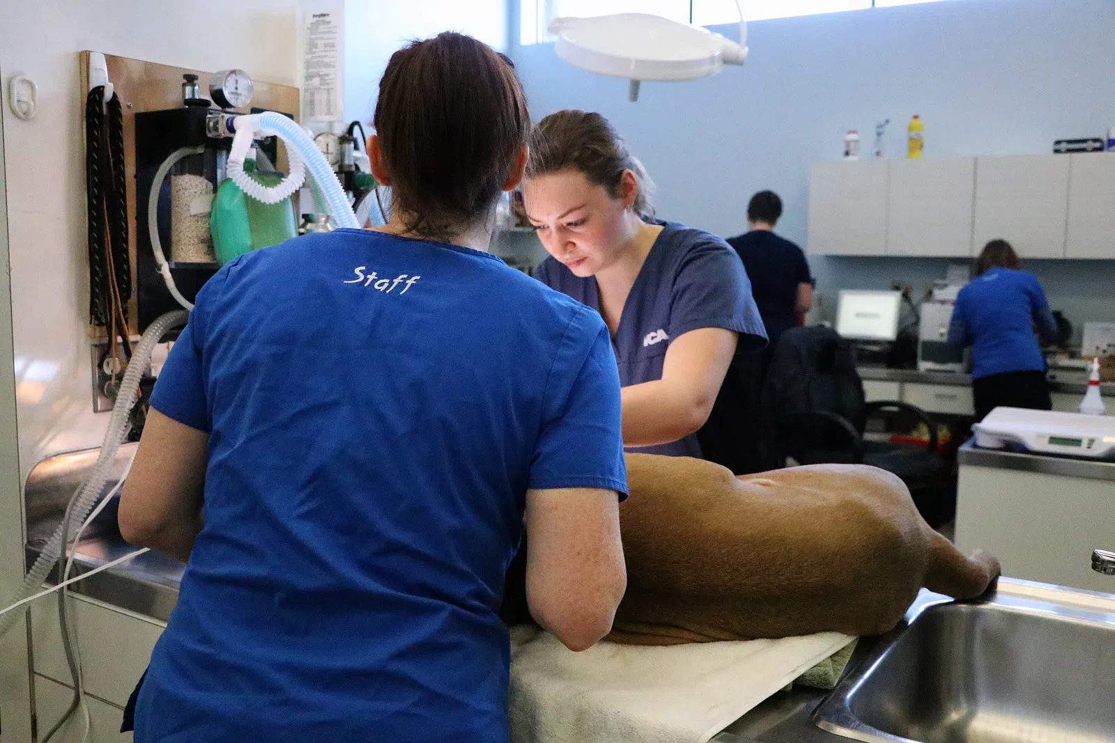 Calgary man facing charges following investigation by police, Humane ...