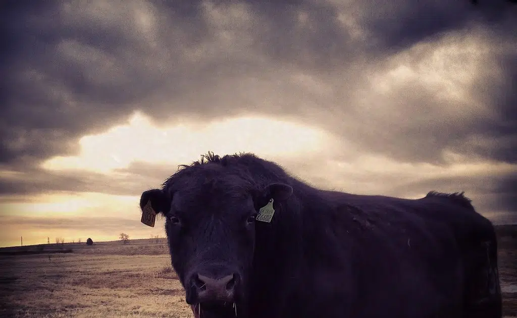 Big Show Funny Story: Rodeo bulls escape in rural Iowa…Seriously no ...