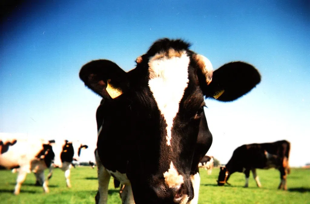 No injuries following a collision with a cow | 97 Seven Country WGLR ...