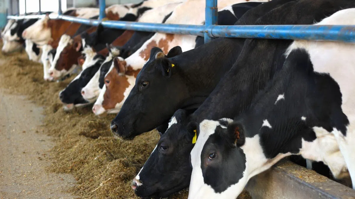 Wisconsin meat processing grant opens | 97 Seven Country WGLR - The Tri ...