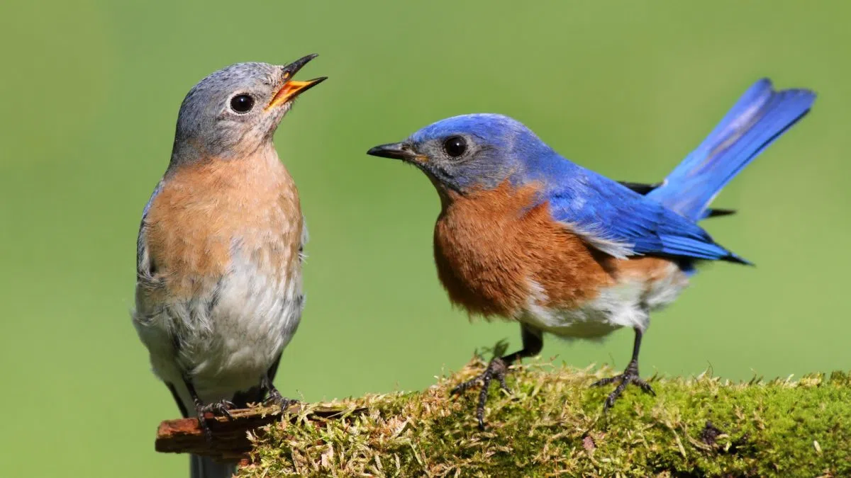 ‘Bluebird Celebration’ planned in Elizabeth | 97 Seven Country WGLR ...