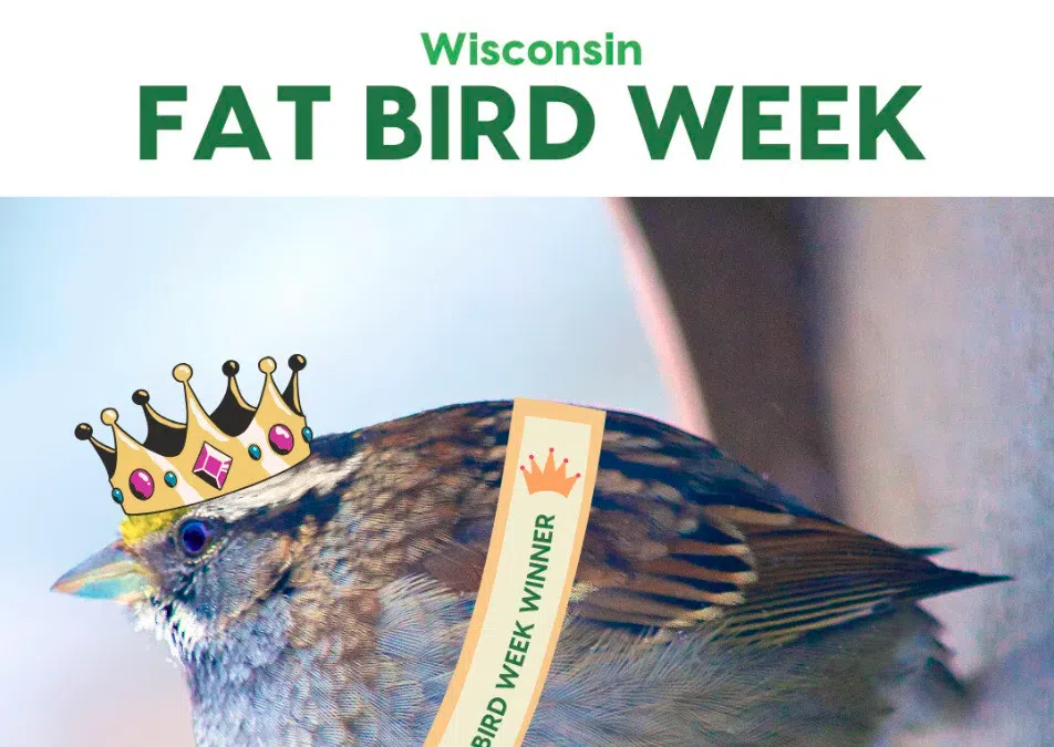 Fat Bird Week champion crowned | 97 Seven Country WGLR - The Tri-States ...