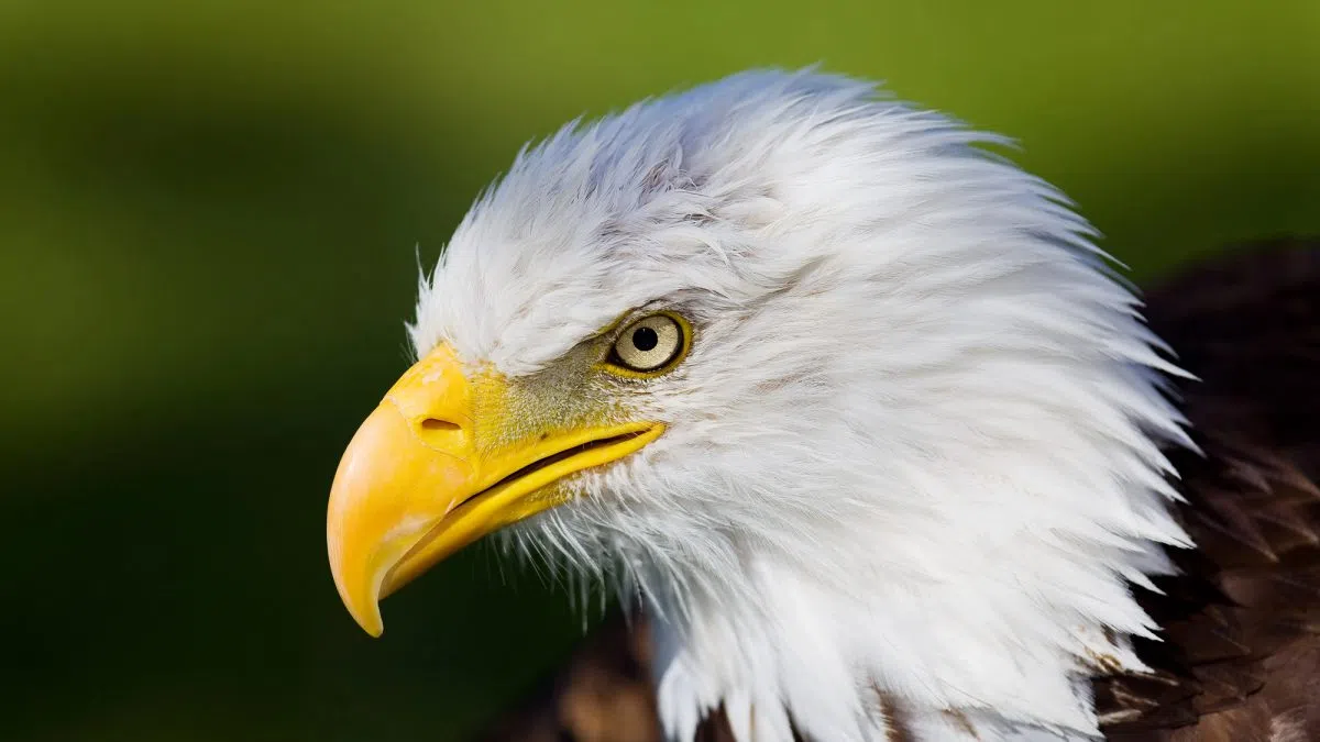 Grant County eagle injured by wind turbine | 97 Seven Country WGLR ...