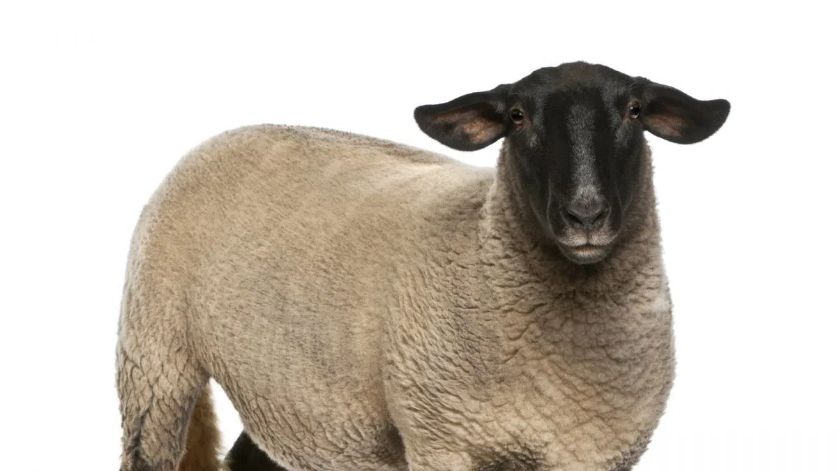 Big Show Funny Story: A sheep was on the lam in downtown Chicago… | 97 ...