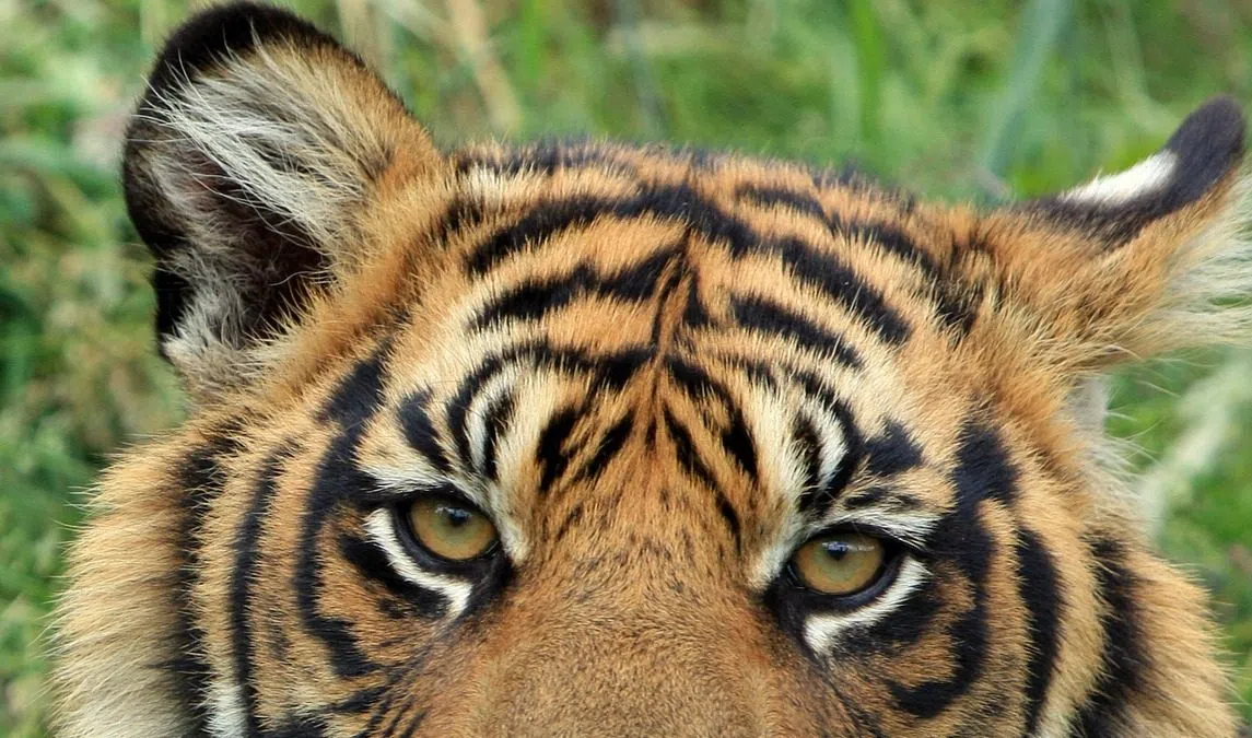 Tiger Urine Trouble | Dubuque's Super Hits 106 - KIYX - Music For YOUR ...