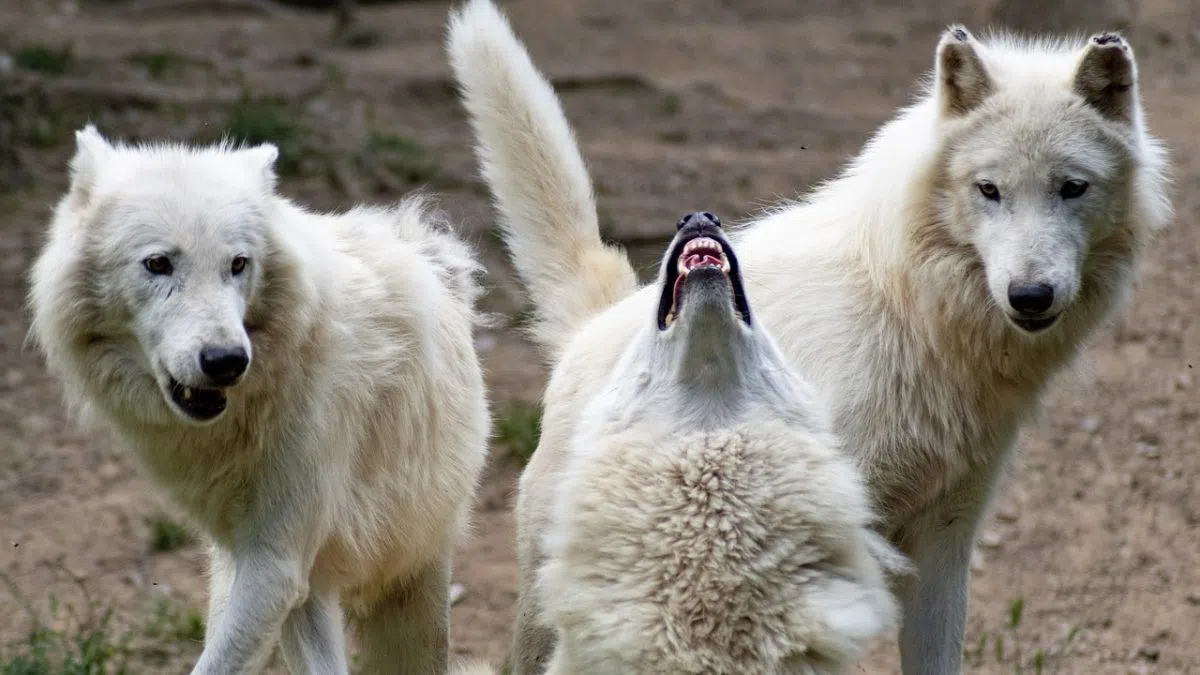 The Return Of The Dire Wolf | Dubuque's Super Hits 106 - KIYX - Music ...