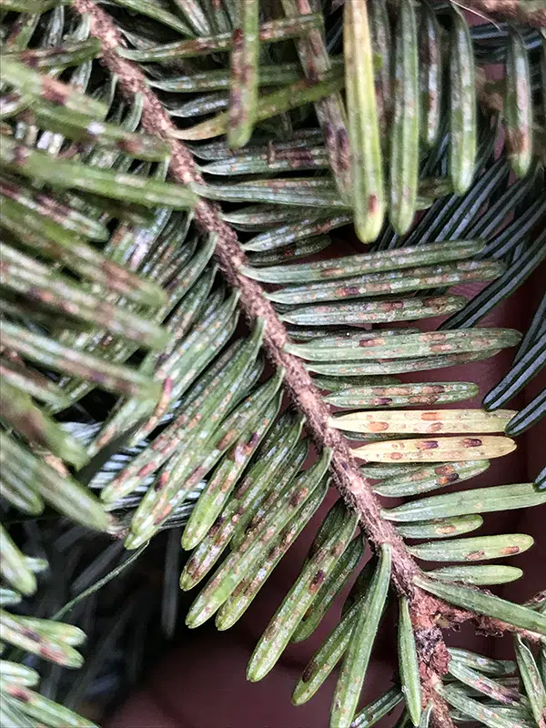 Christmas Tree Pick-Up in Fergus Falls | Fergus Now