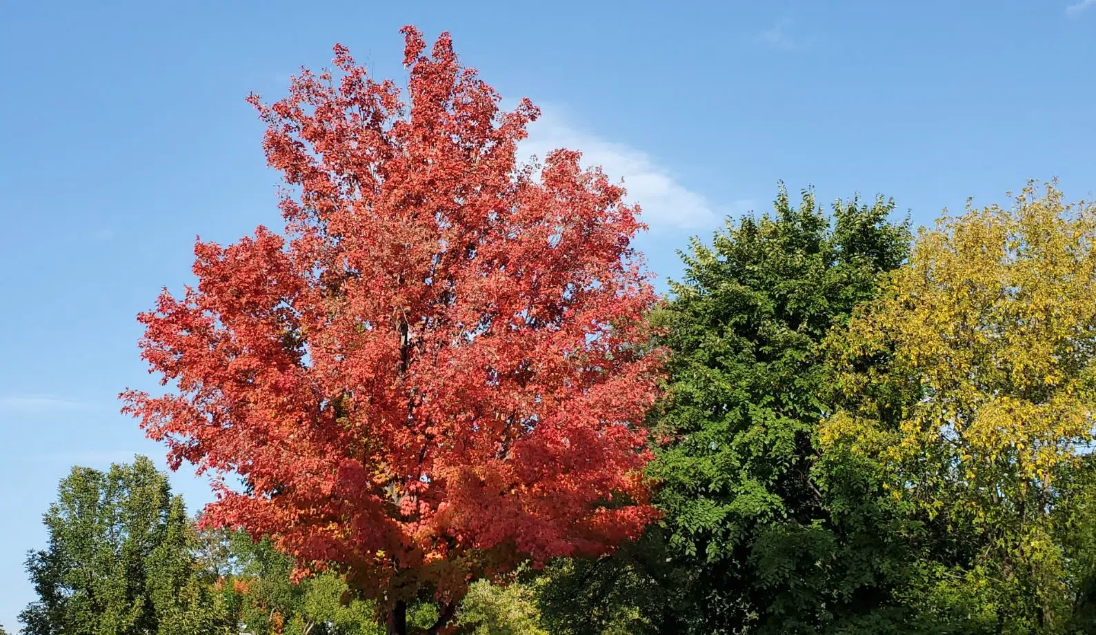 DNR Fall Color Map Shows Full Color in Northern Minnesota | Fergus Now