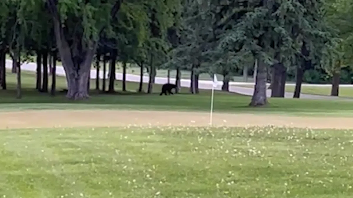 Bear Spotted on Pebble Lake Golf Course | Fergus Now