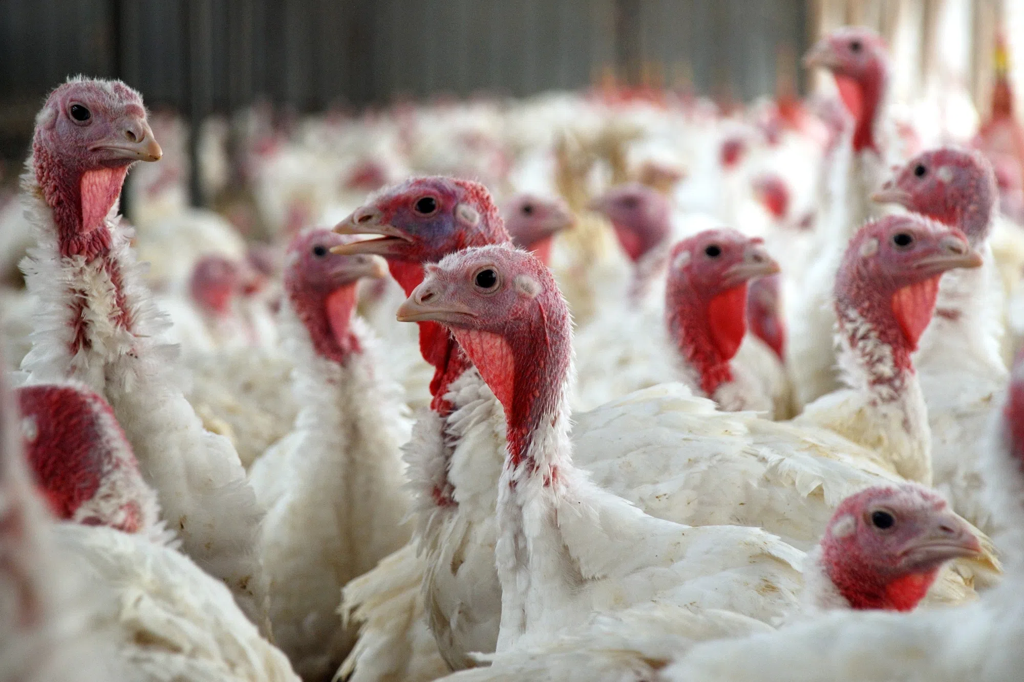 Bird Flu Confirmed in Second Otter Tail County Turkey Operation ...