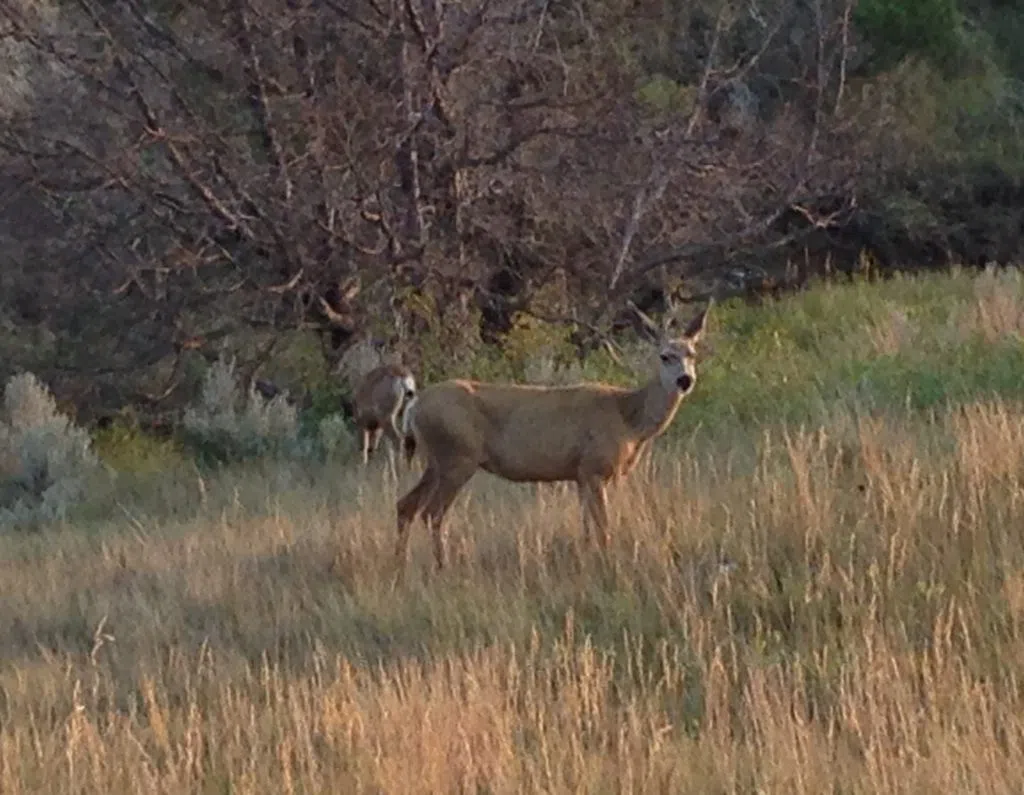 EGF applies with DNR for Greenway deer hunt in November | KNOX News ...