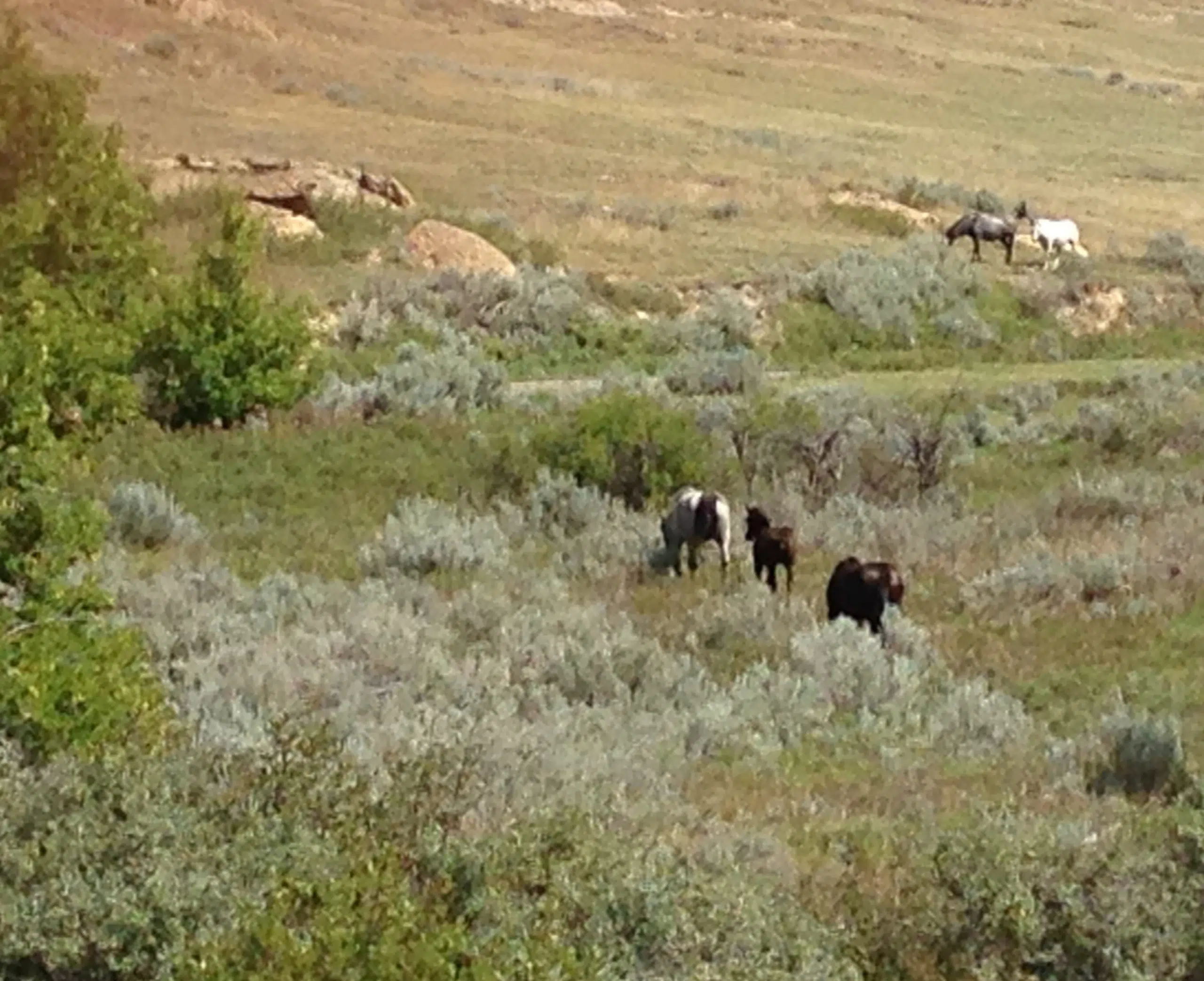 North Dakota outlines plan to restore native grasslands | 97 KYCK