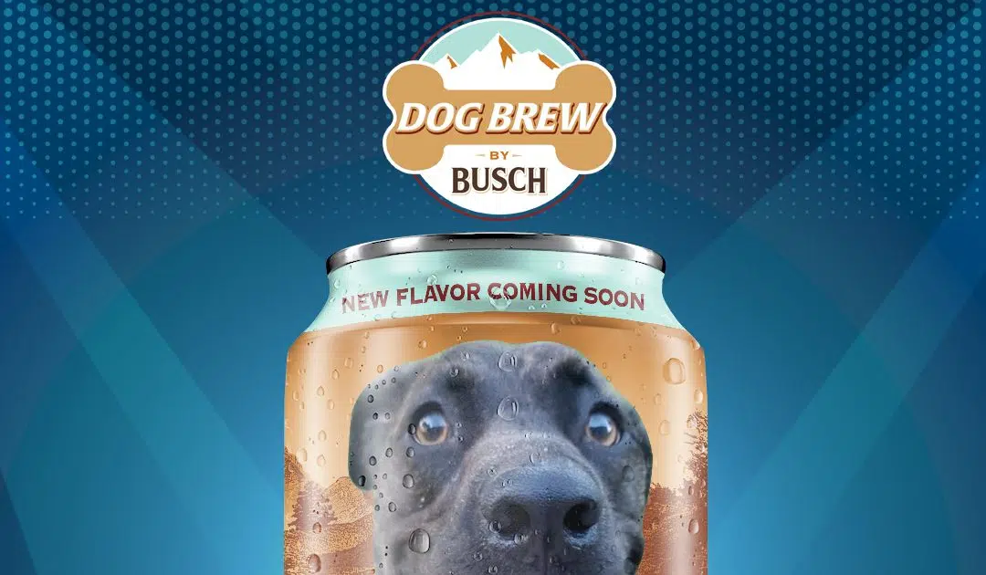 Perham dog chosen as face of Busch Dog Brew | KNOX News Radio, Local ...