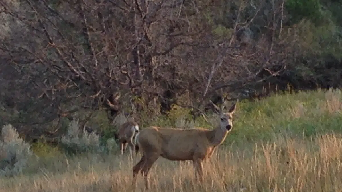 ND CWD testing sites released | KNOX News Radio, Local News, Weather ...
