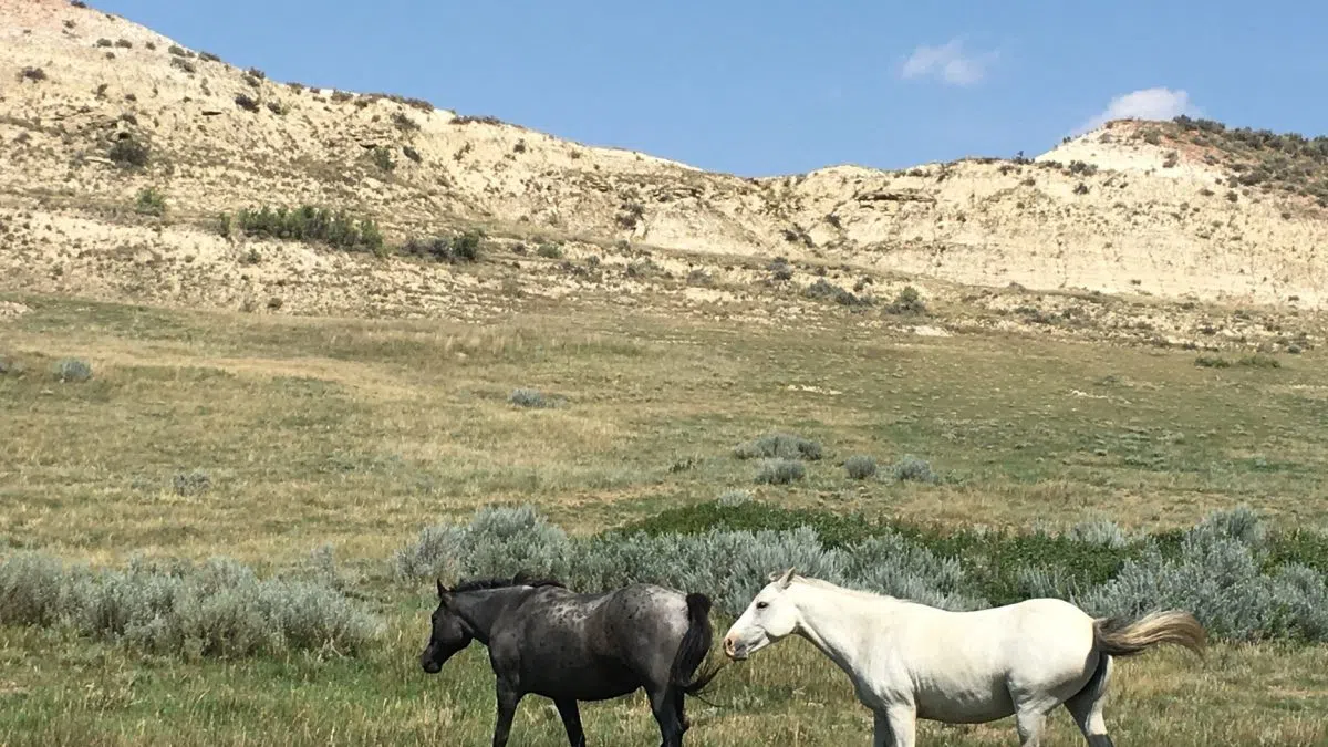 Congress passes legislation supporting TRNP horses | 97 KYCK