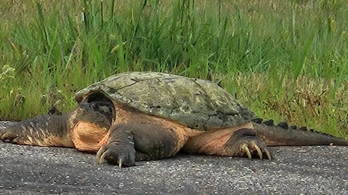 Giant Snapping Turtle Makes it’s Fall Appearance | 97 KYCK