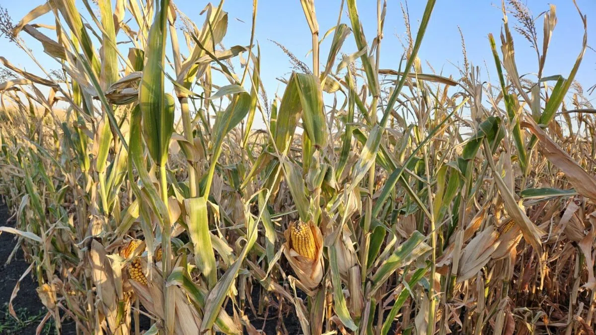 Corn and soybean associations say farmers would suffer from trade wars ...