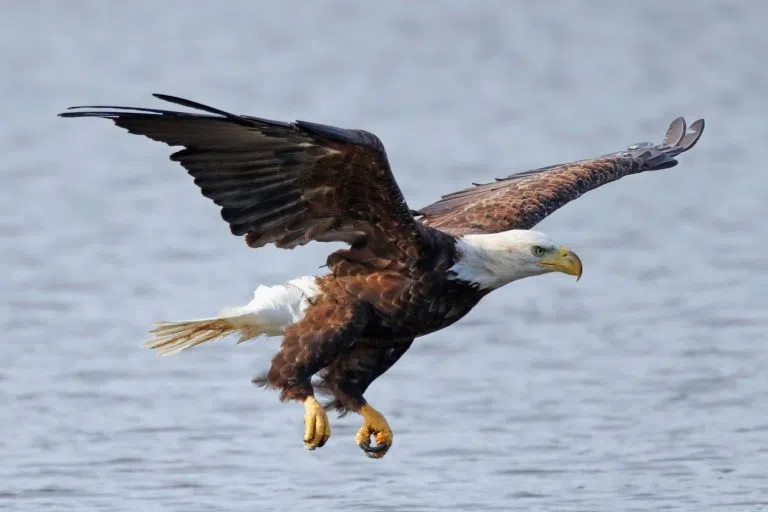 Bald Eagle is officially America’s National Bird | KNOX News Radio ... Bald Eagle is officially America’s National Bird | KNOX News Radio ...