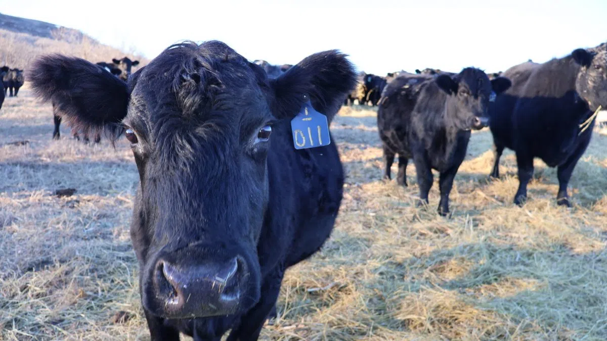 State says North Dakota Beef Commission Lawsuit Should be Dismissed ...