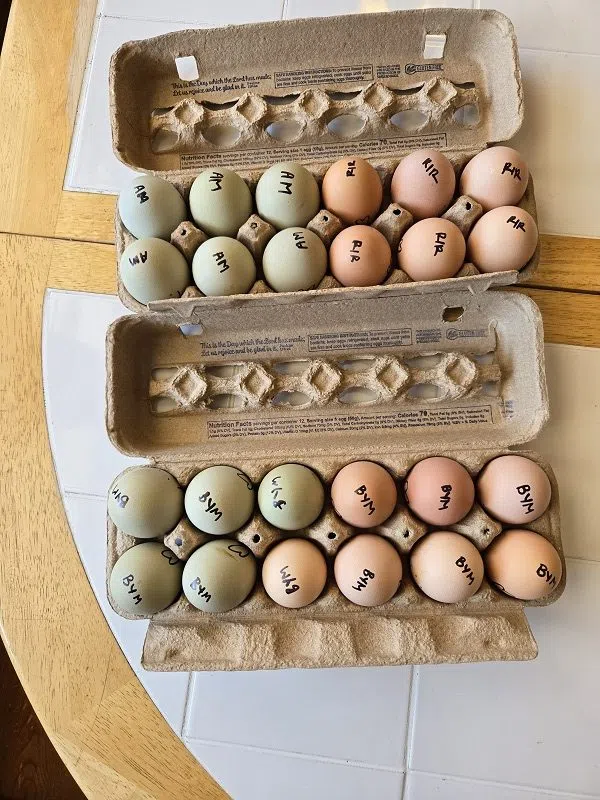 Minnesota Egg Co-Op Gives Neighbors Better Options | KNOX News Radio ...