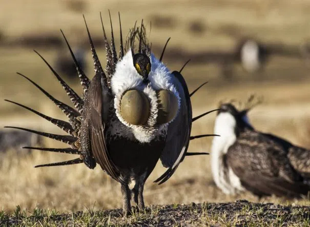 Greater Sage Grouse Advocates Say New Federal Plan Imperils Habitat in ...