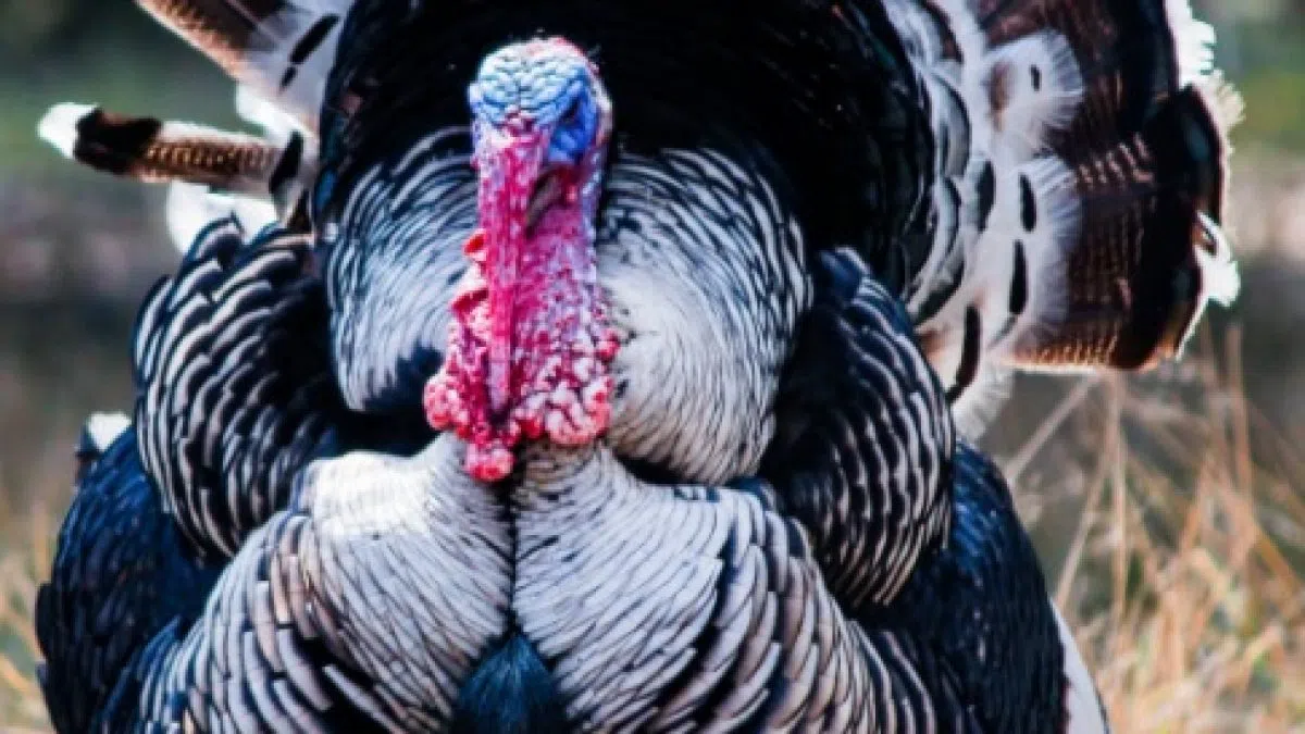 Turkey hunting licenses go on sale March 1 | Lakes Area Radio