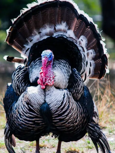 2 Minnesota turkeys selected for official pardons this Thanksgiving ...