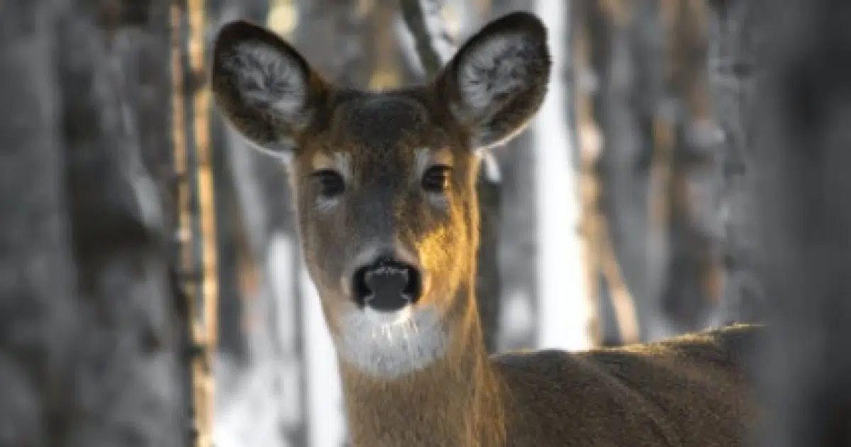 More than 125,000 deer harvested in Minnesota so far this season ...