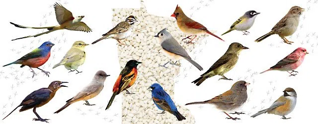 Help Count Birds for Science During Audubon’s 125th Annual Christmas ...