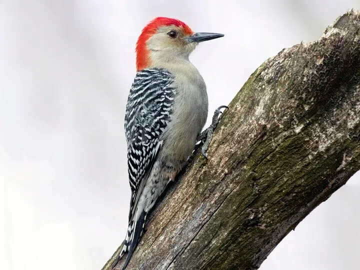 DNR Webinars Focus on Winter Activities and Red-Headed Woodpeckers ...