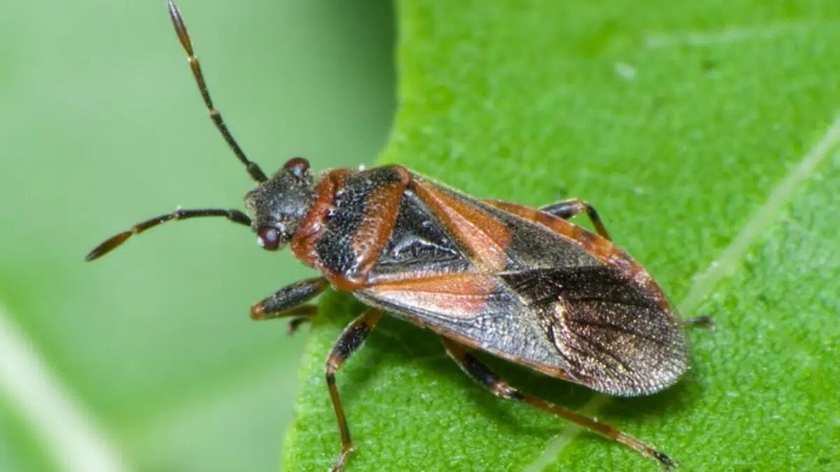 New invasive species in MN | Winona Radio