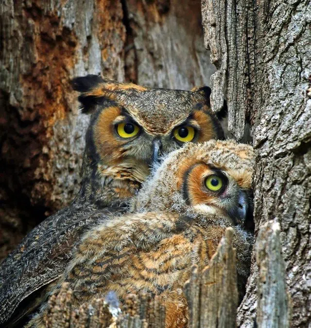 International Festival of Owls this weekend in Houston | Winona Radio