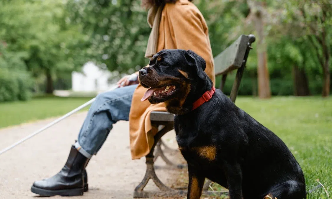 Governor Walz signs service dogs training law | Winona Radio