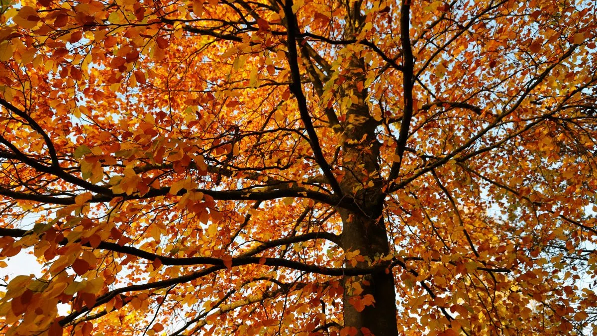 Minnesota DNR launches Fall color finder map | Winona Radio