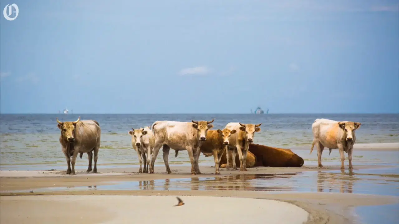 3 Cows Swept Out to Sea by Hurricane Dorian Are Found Alive ...