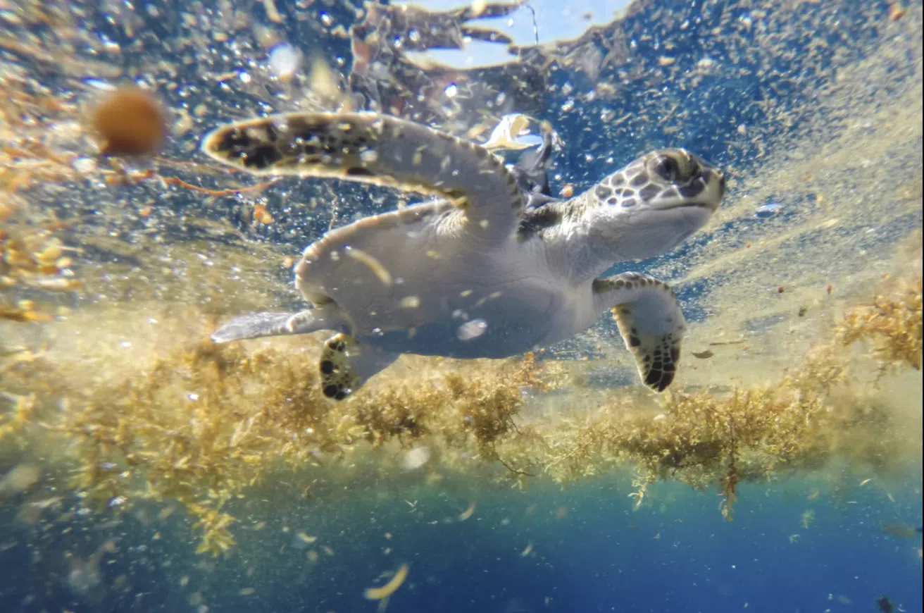 Scientists solve the mystery of sea turtles’ ‘lost years’ | ListenUpYall.com