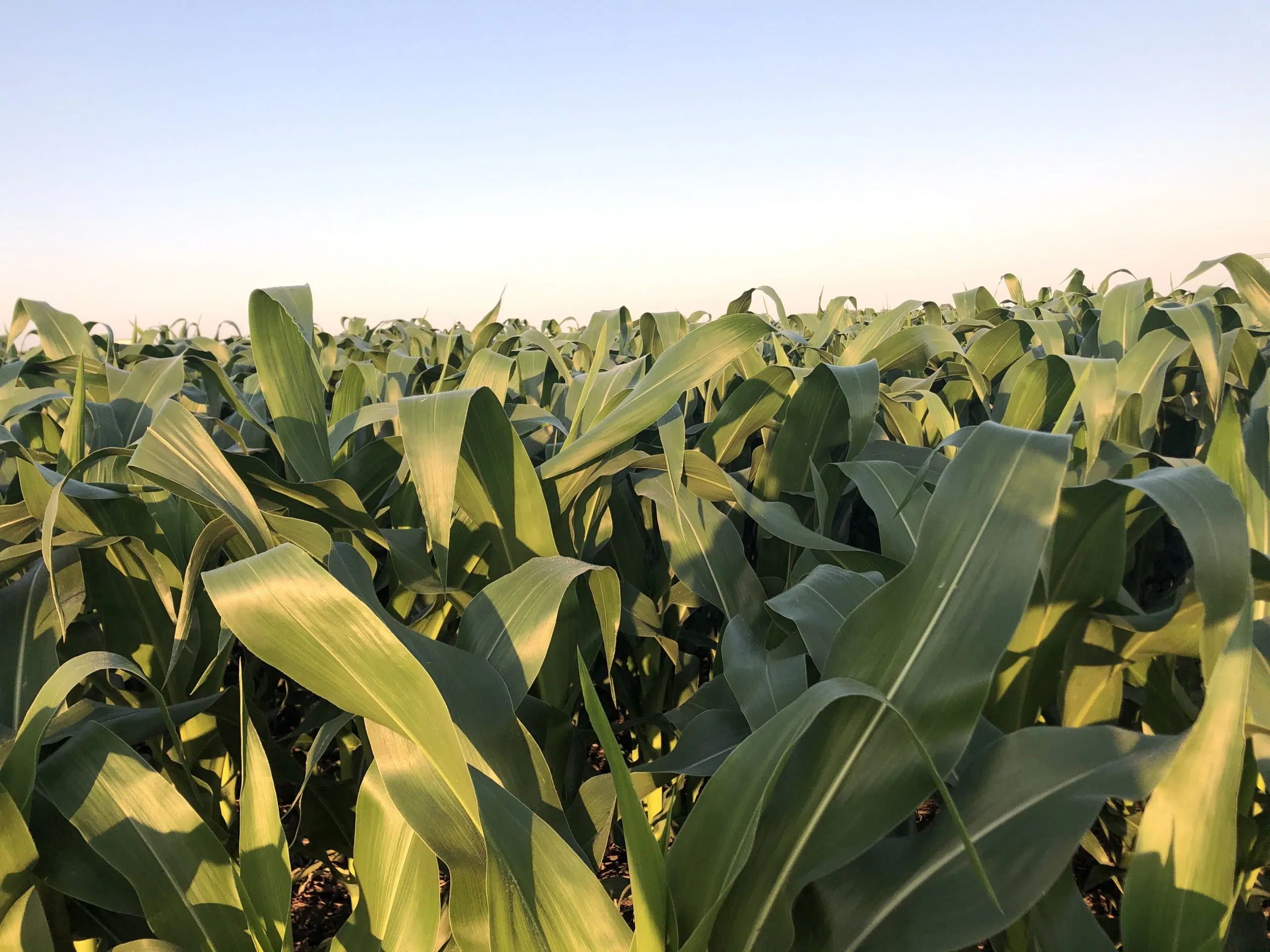 New WASDE: World Agricultural Supply & Demand Estimates | The Mighty ...