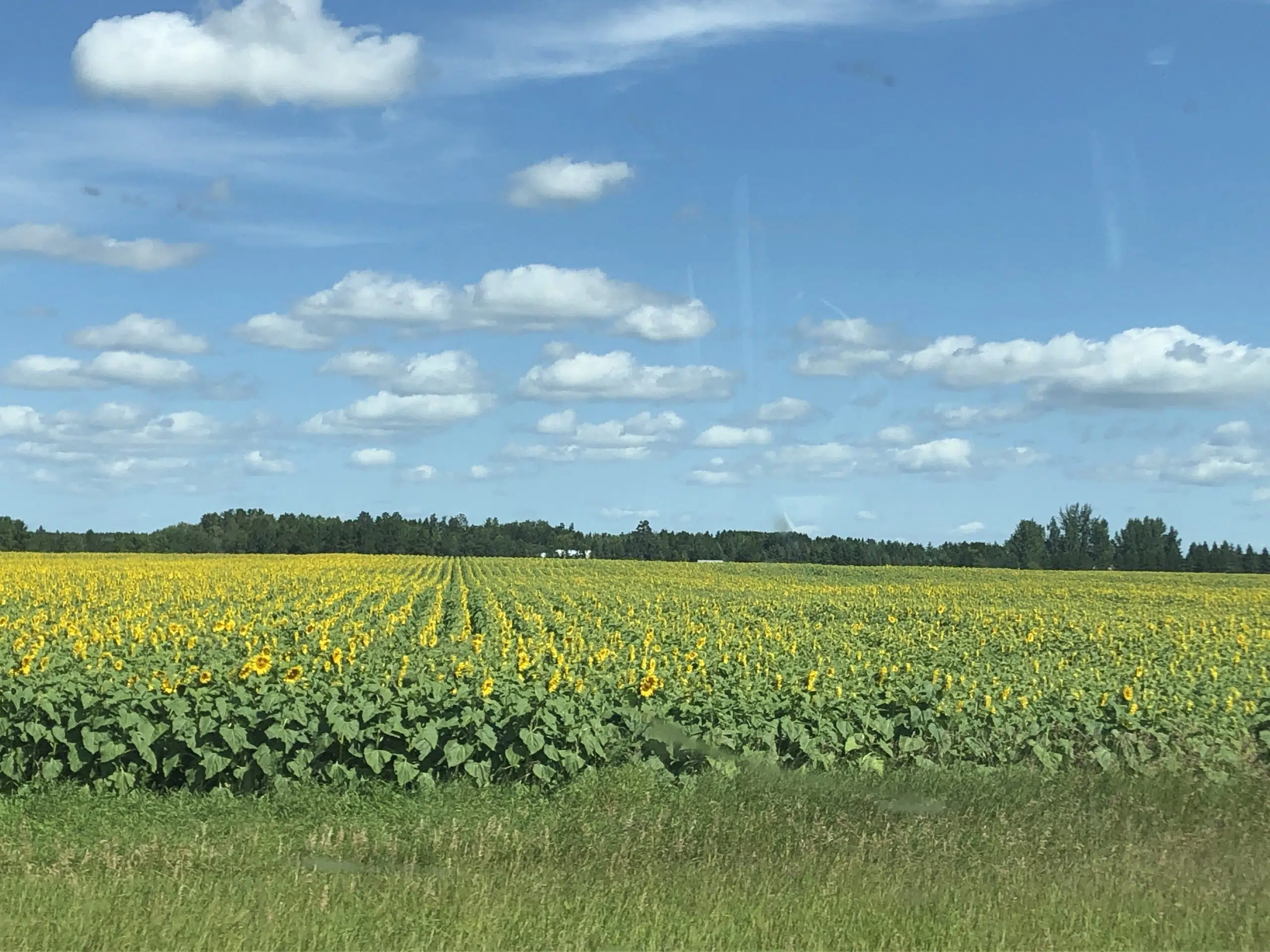 Pathway Now Open for Canola as Advanced Biofuels | The Mighty 790 KFGO ...