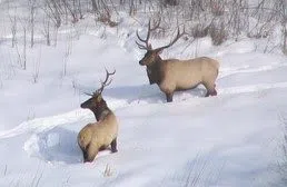 Minnesota DNR to begin capturing and collaring elk for research project ...