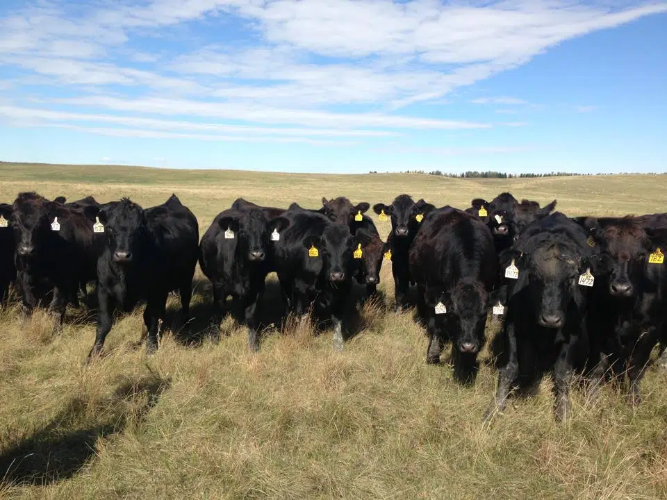 MDA offers a livestock investment grant program | The Mighty 790 KFGO ...