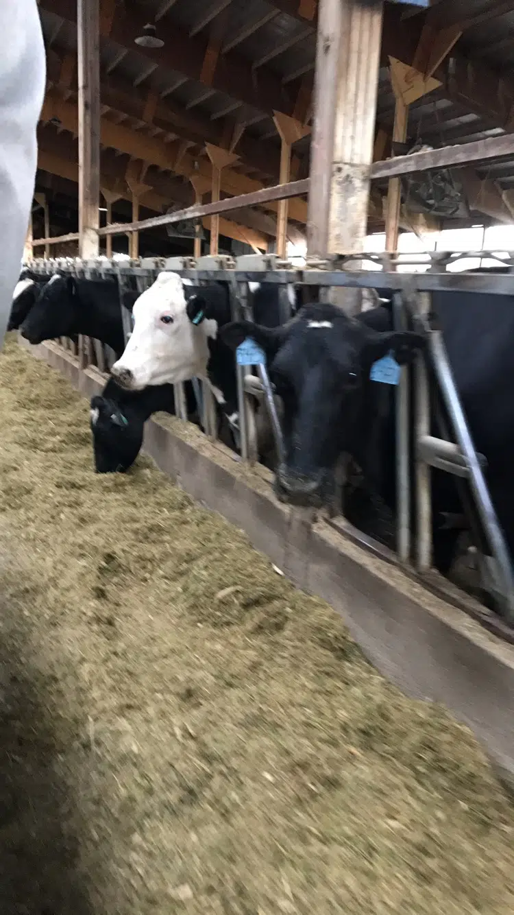 Gov. Walz visits touts state’s agriculture at dairy farm | The Mighty ...