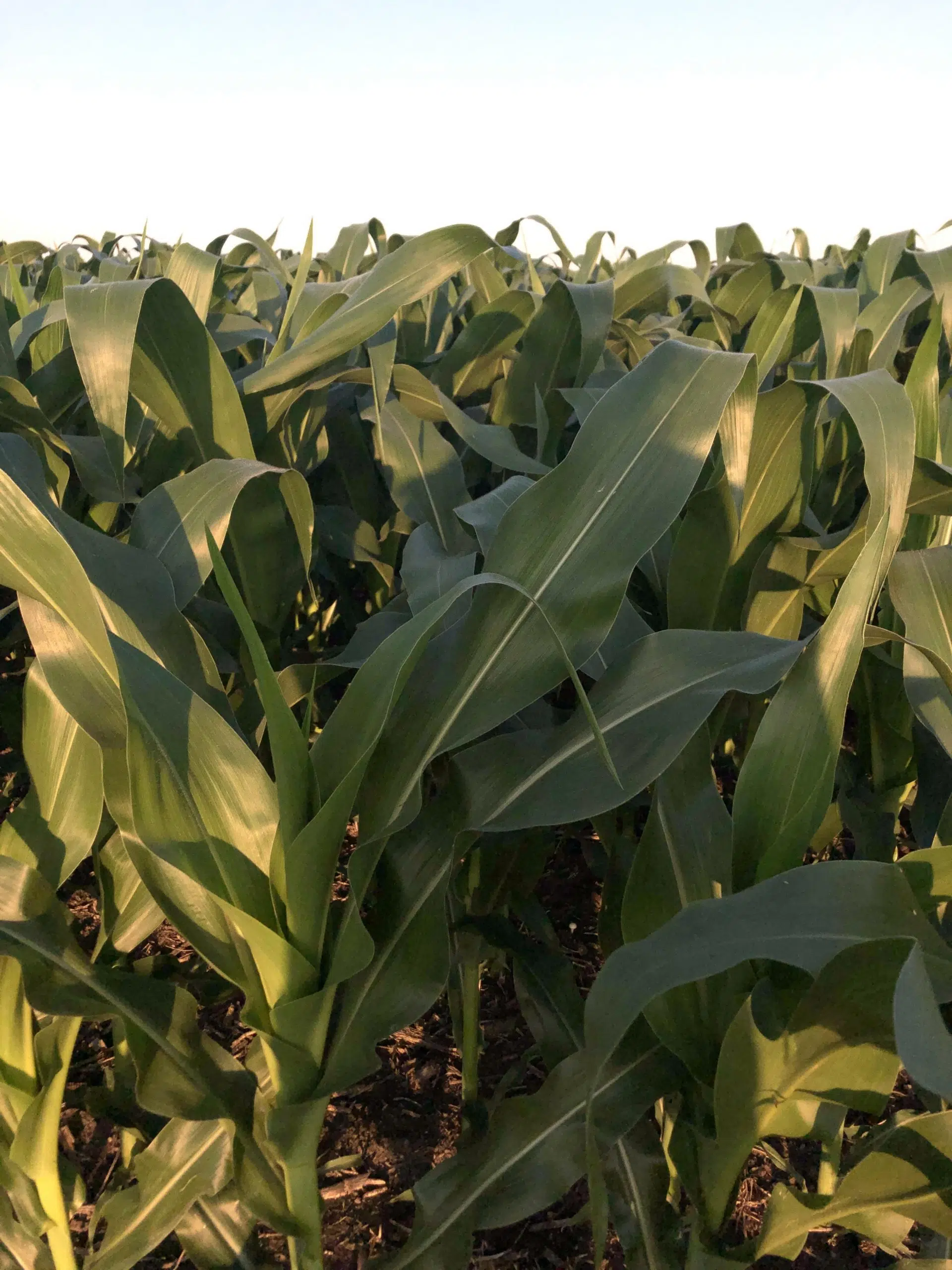 The USDA highlights the progress of the U.S.- China Phase One Agreement ...