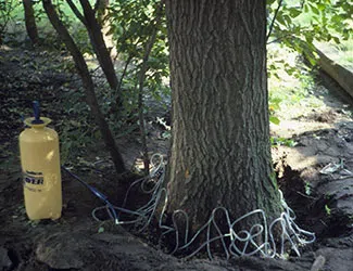 Invasive, deadly oak wilt confirmed in Crow Wing County | The Mighty ...