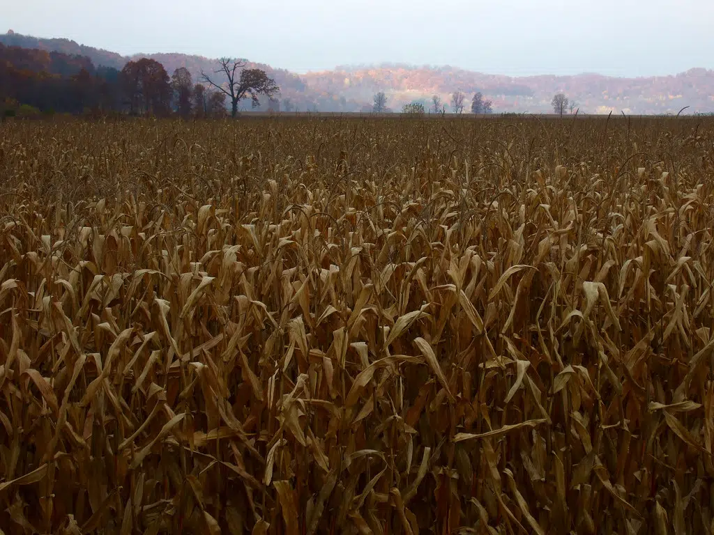 USMEF Welcomes Ohio Corn as Million Dollar Club Member | The Mighty 790 ...