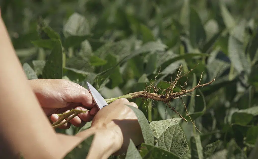 Clean Fuels welcomes §40B SAF GREET model | The Mighty 790 KFGO | KFGO