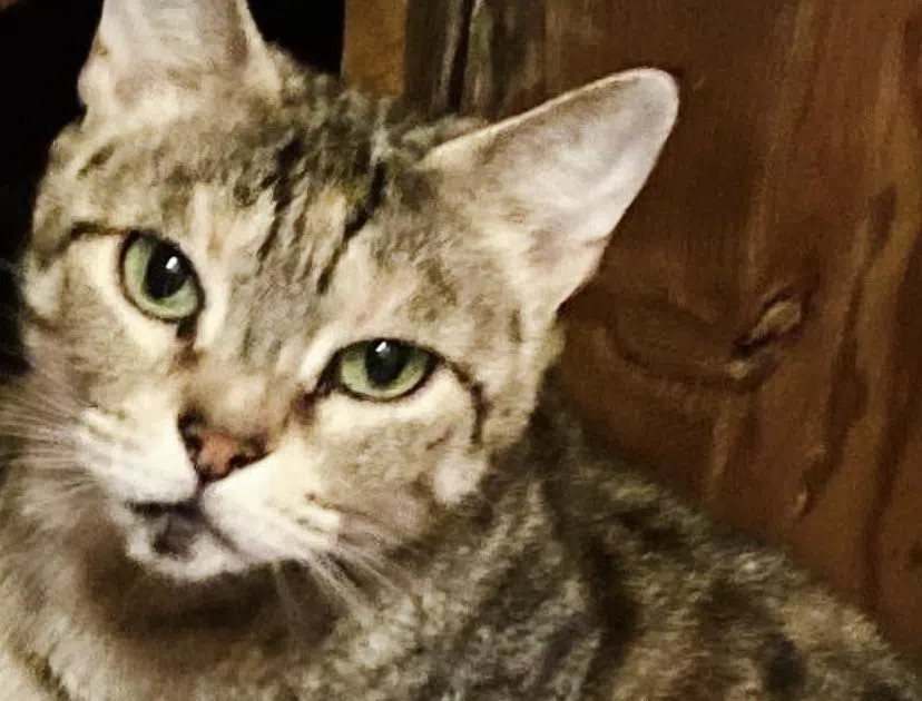 Lost Cat | The Mighty 790 KFGO | KFGO